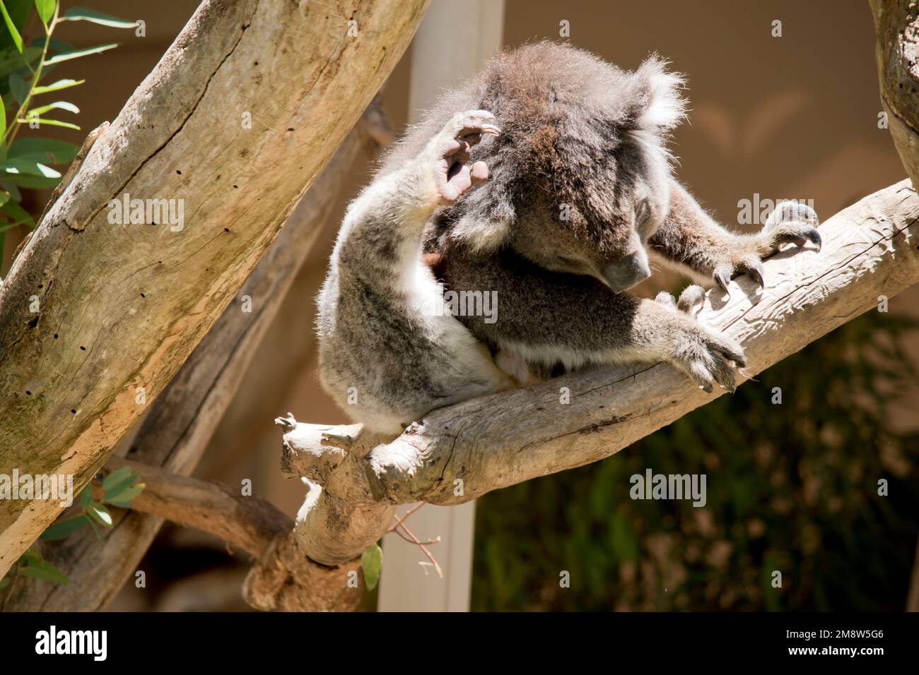 the koala has a grey tan body with a white chest and ears and a big ...