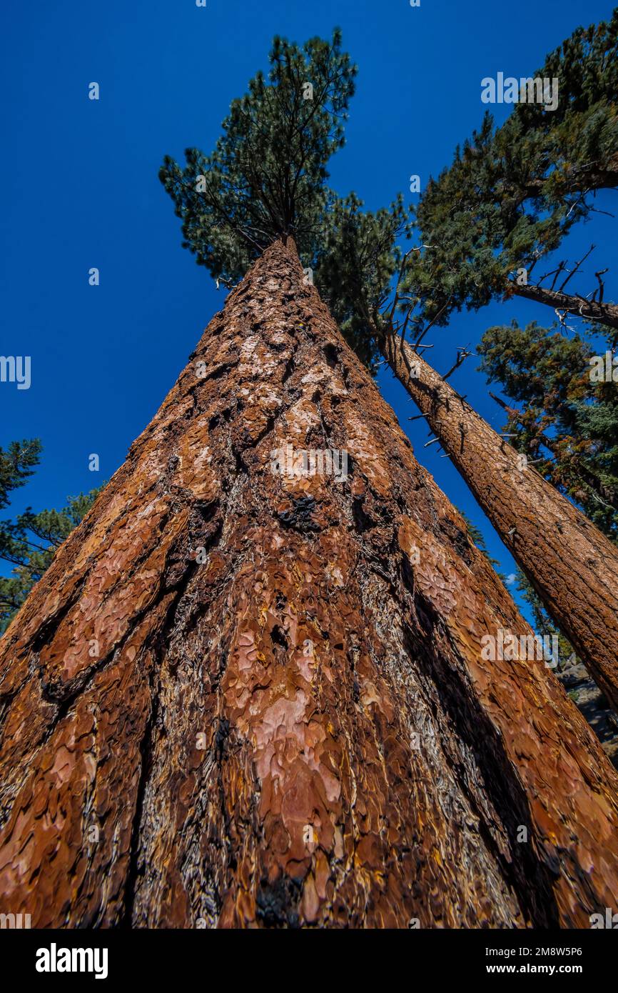 Jeffrey Pine, Pinus jeffreyi, in Devils Postpile National Monument ...
