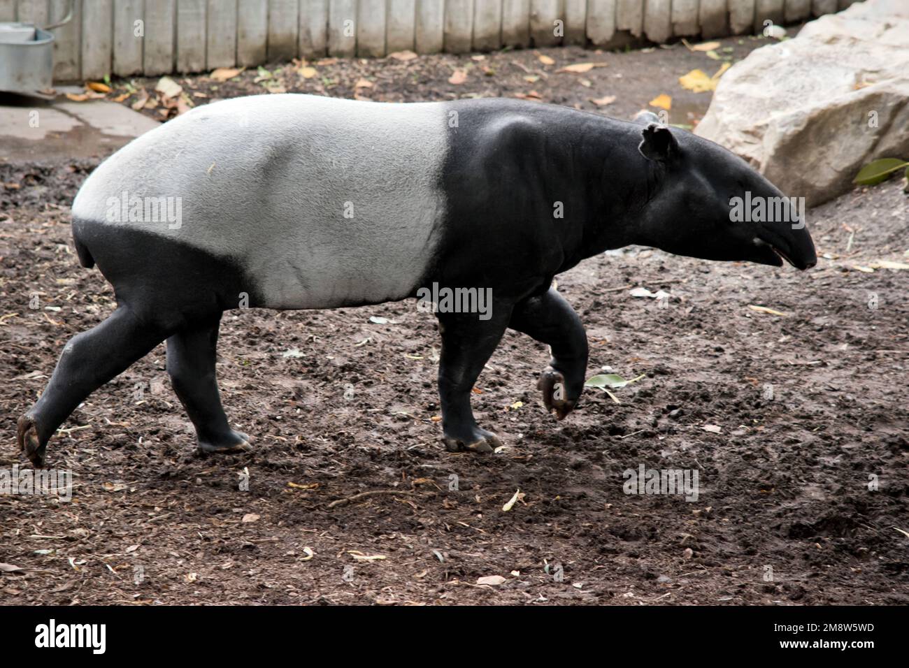 this is a side vie of a Malaysian tapir walking Stock Photo - Alamy