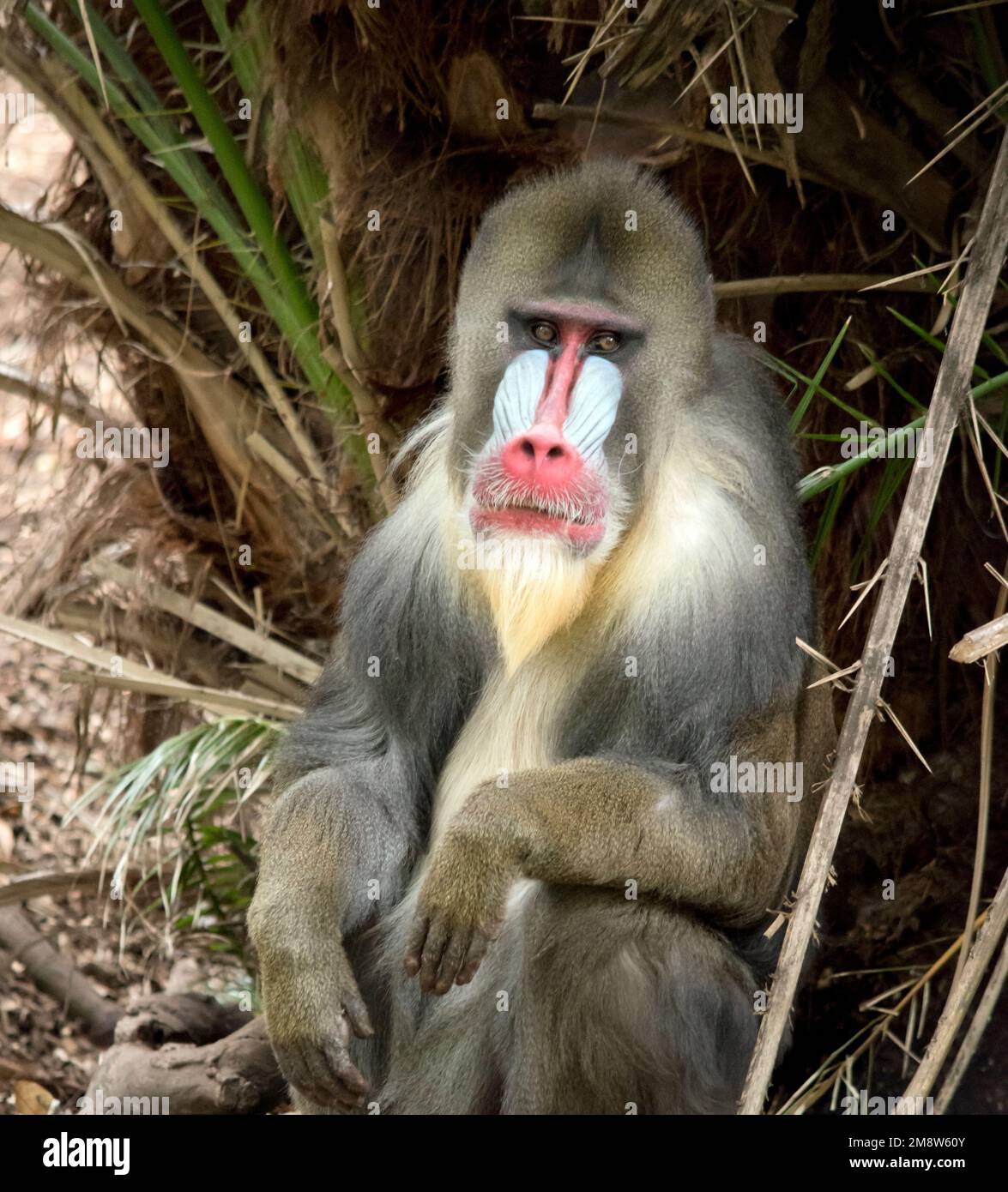 the male mandrill is sitting on the edge of a rock Stock Photo - Alamy