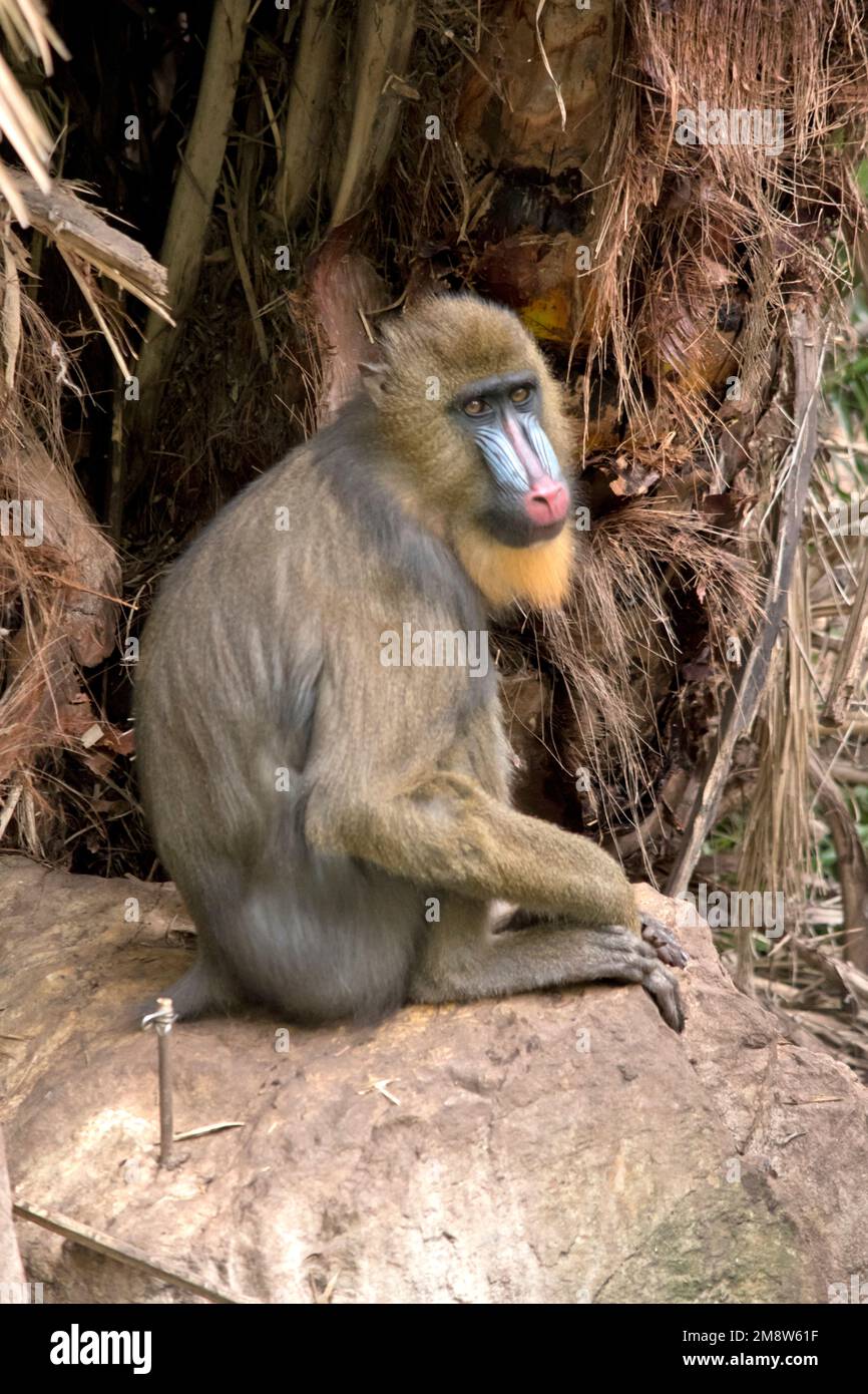 the male mandrill is sitting on the edge of a rock Stock Photo - Alamy