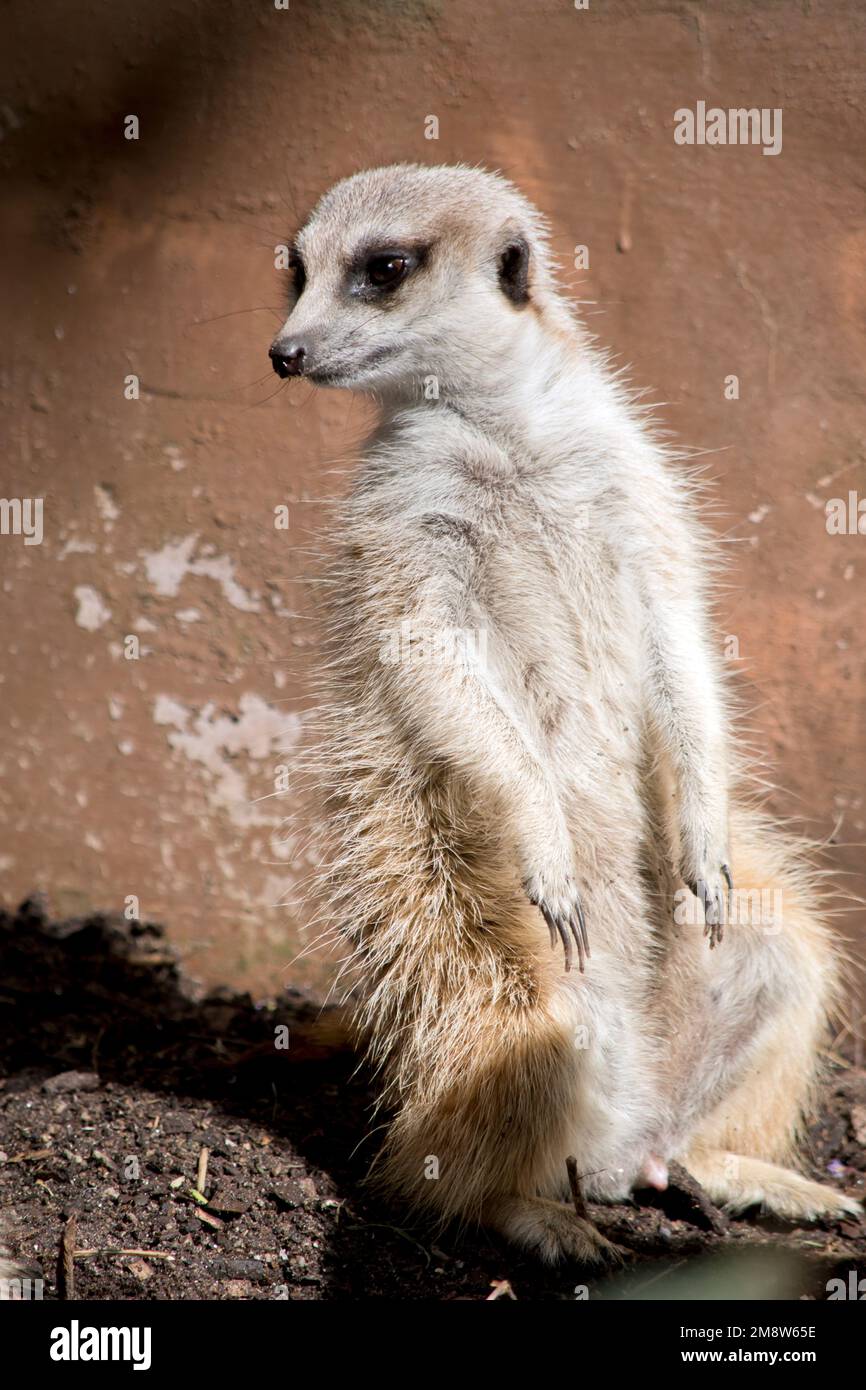 the meerkat is standing guard while its clan go about there activities ...