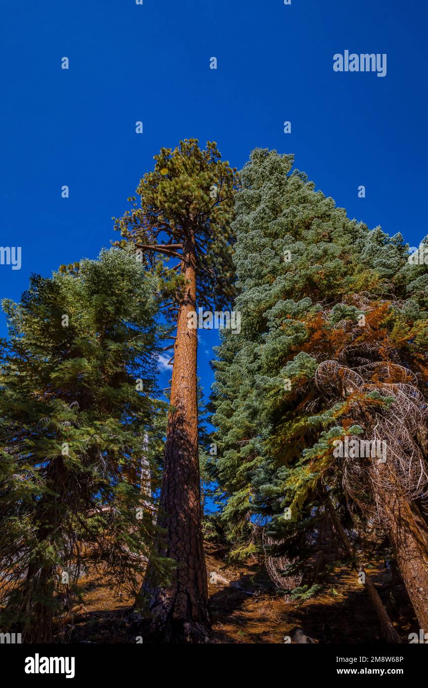 Devils Postpile National Monument, California, USA Stock Photo - Alamy