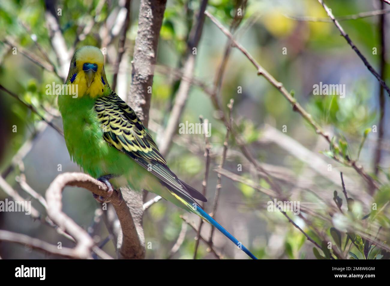 the prakeet has a green body and yellow head, its wings are black and ...