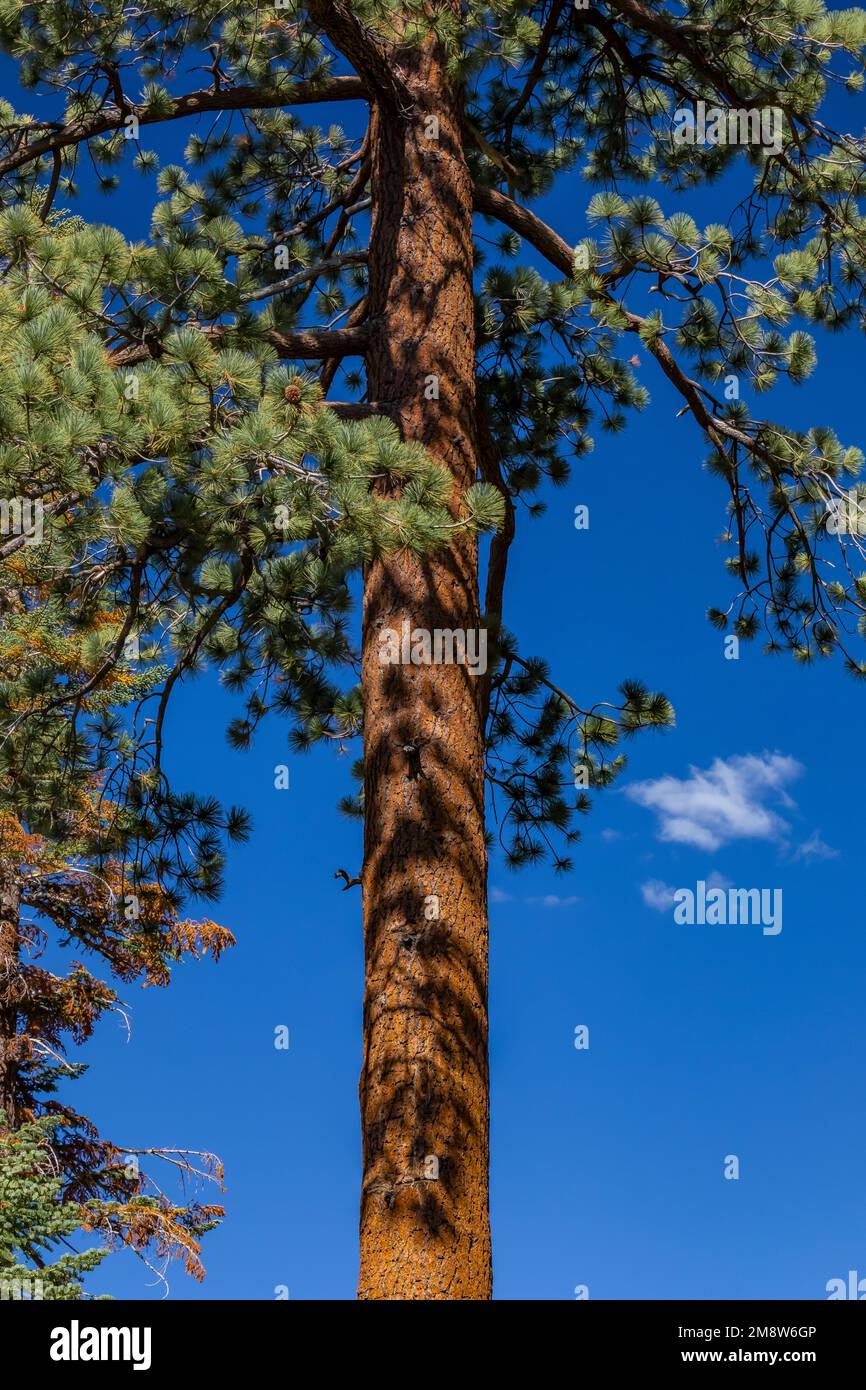 Jeffrey Pine, Pinus jeffreyi, in Devils Postpile National Monument ...