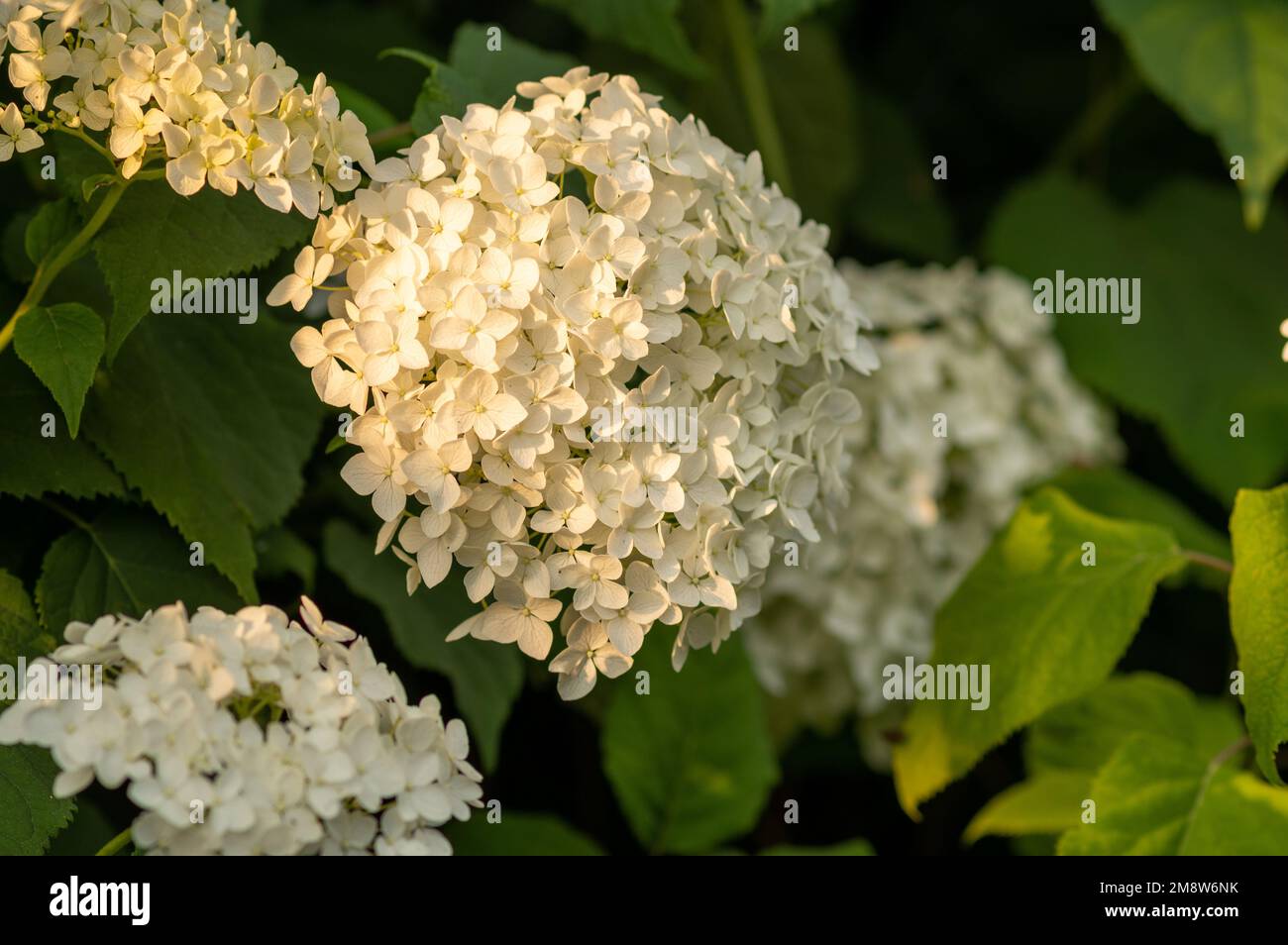 A closeup of shrub hydrangea on a sunset Stock Photo - Alamy