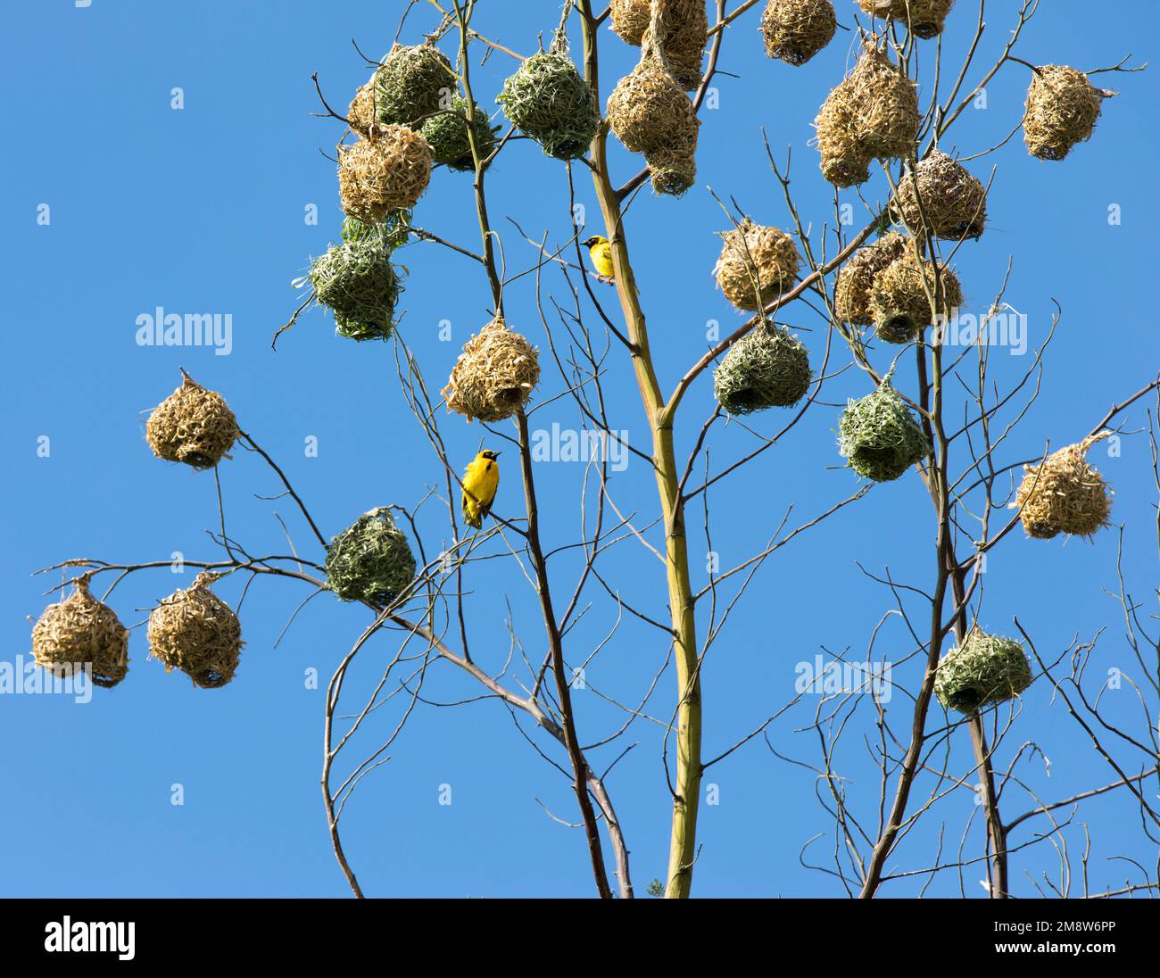 View of village weaver bird and nests in La Reunion, France Stock Photo ...