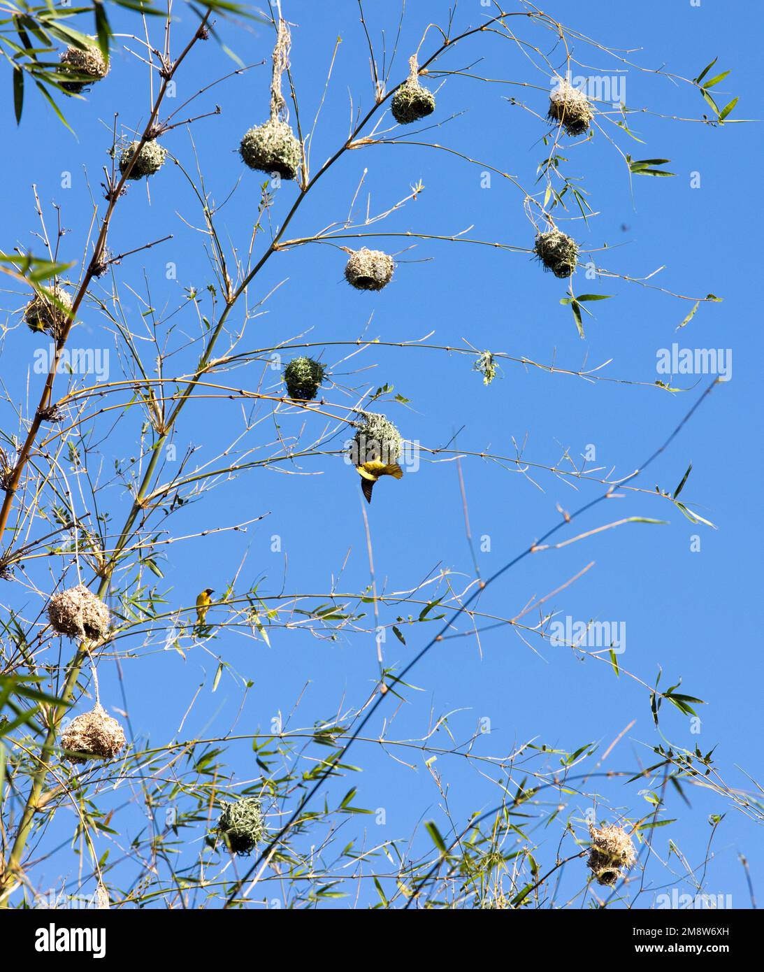 Nest reunion hi-res stock photography and images - Alamy