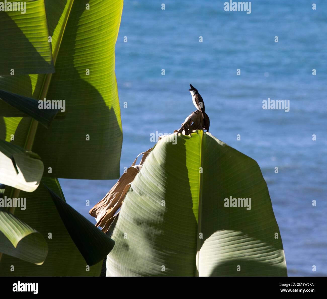 Photo of a red whiskered bulbul bird in La Reunion Stock Photo - Alamy