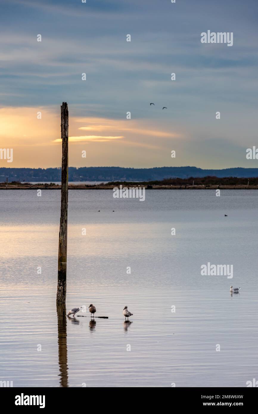 Seagulls gather on a calm winter afternoon Stock Photo - Alamy