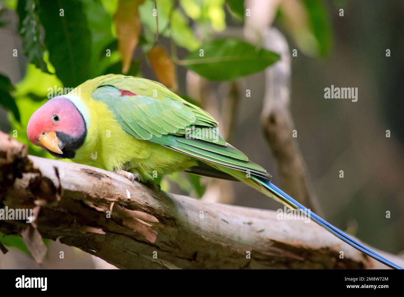 The plum-headed parakeet is a mainly green parrot, 33 cm long with a ...