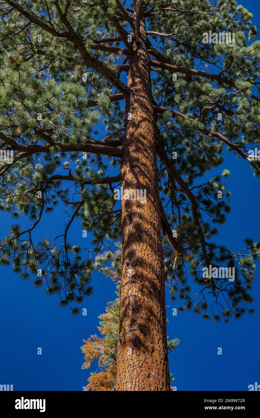 Jeffrey Pine, Pinus jeffreyi, in Devils Postpile National Monument ...