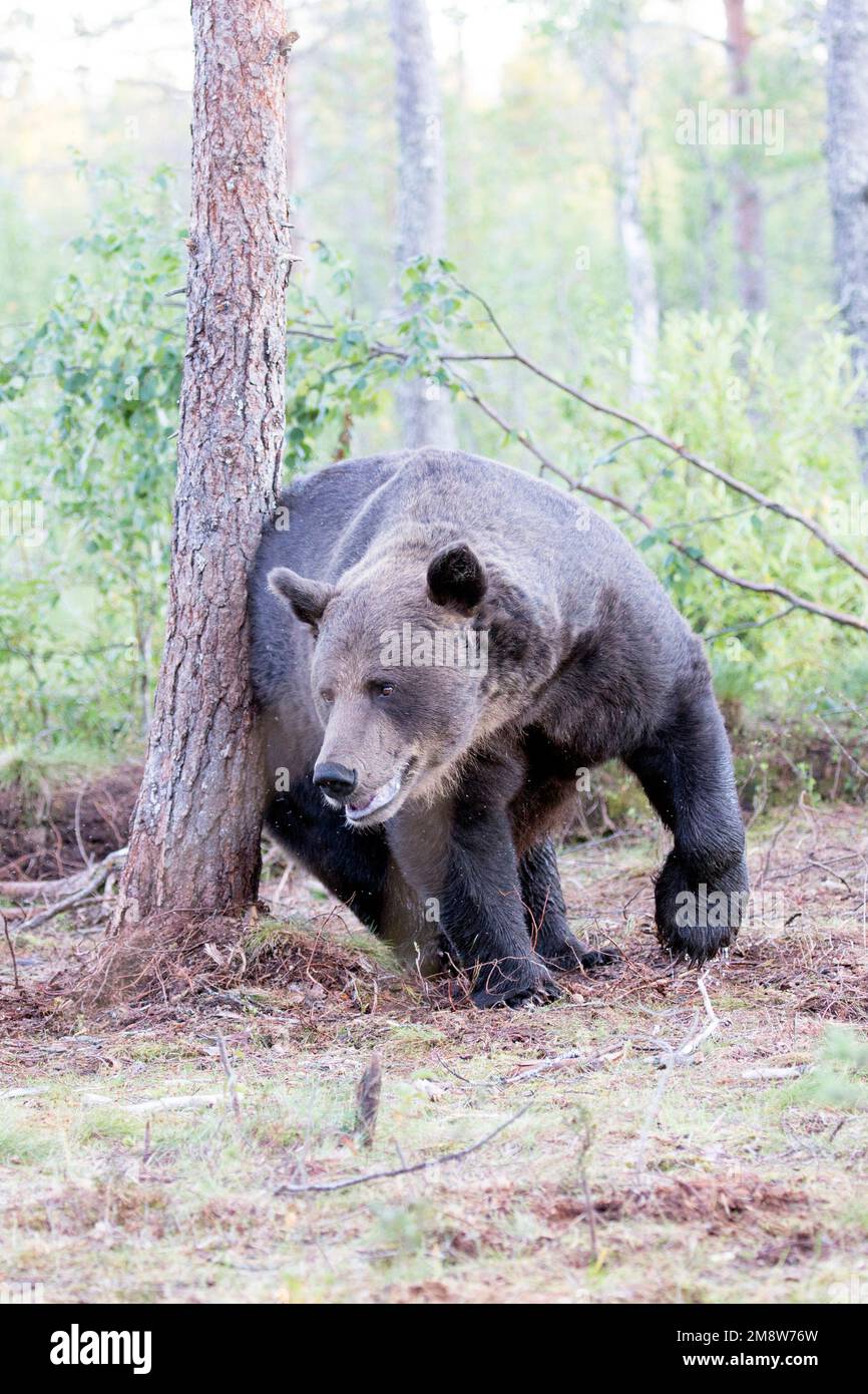 View of a brown bear scratching on wood in Finland Stock Photo - Alamy