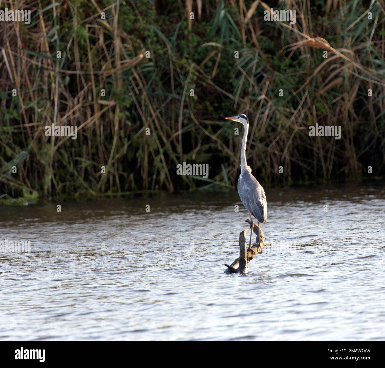Grey bird sardinia hi-res stock photography and images - Alamy