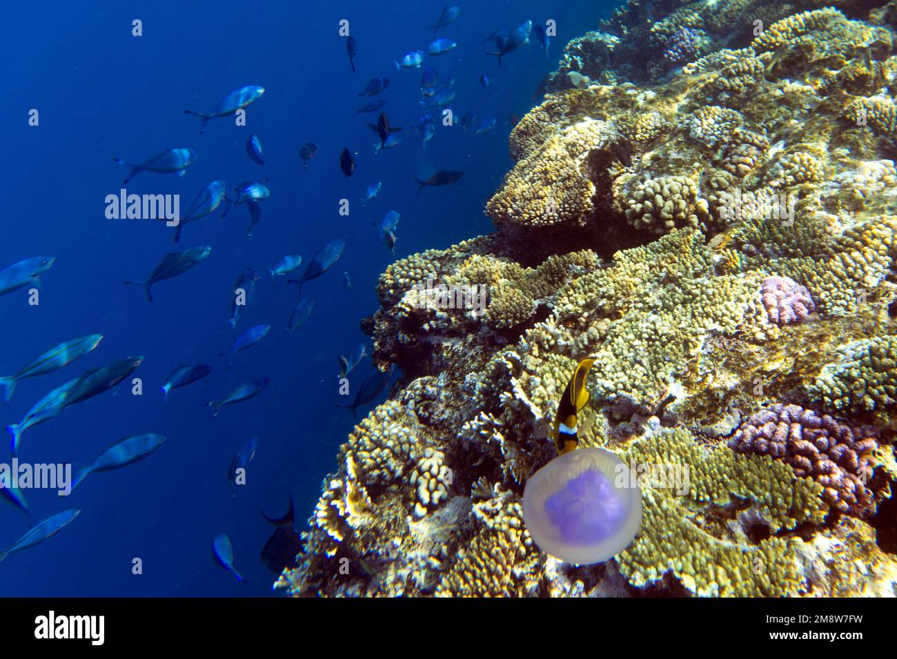 View of coral reef in Sharm El Sheik, Egypt Stock Photo - Alamy