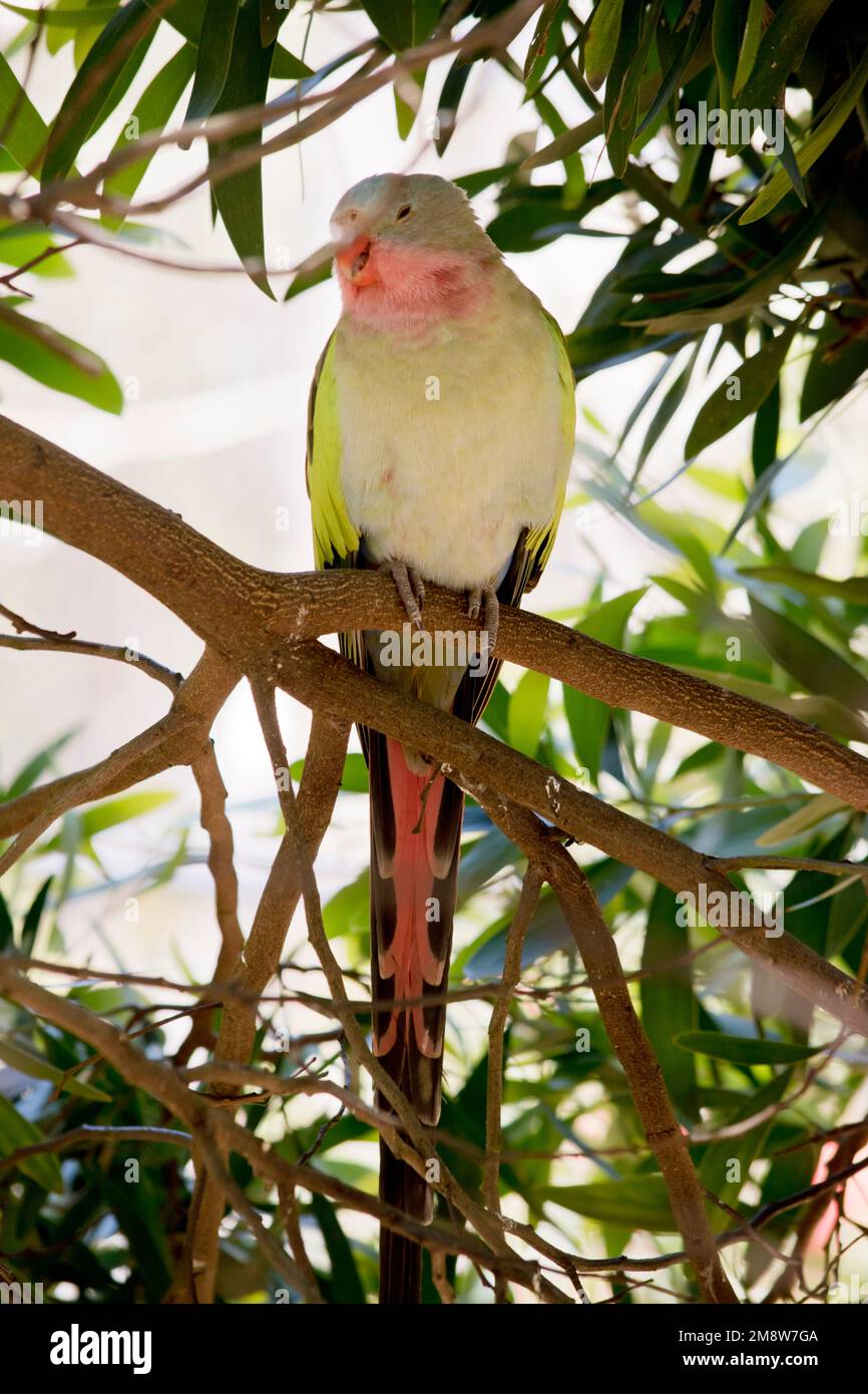 the princess parrot is a colorful bird. It has a light blue head, pink ...