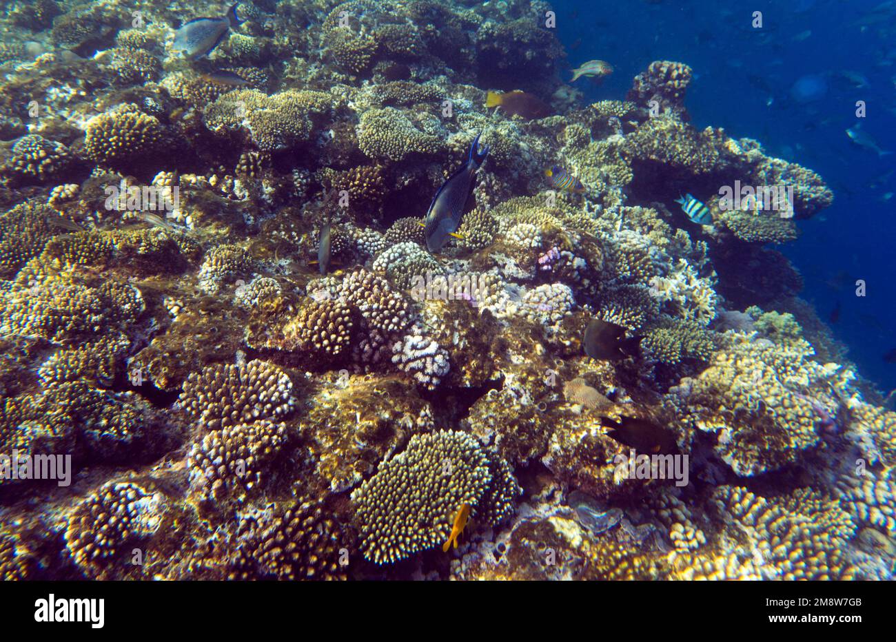 View of coral reef in Sharm El Sheik, Egypt Stock Photo - Alamy