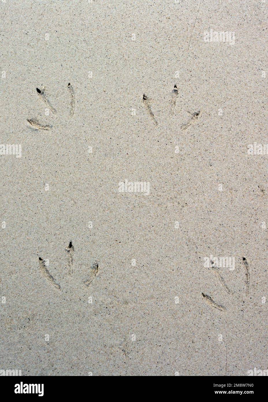 A photo of bird footsteps on sand Stock Photo - Alamy