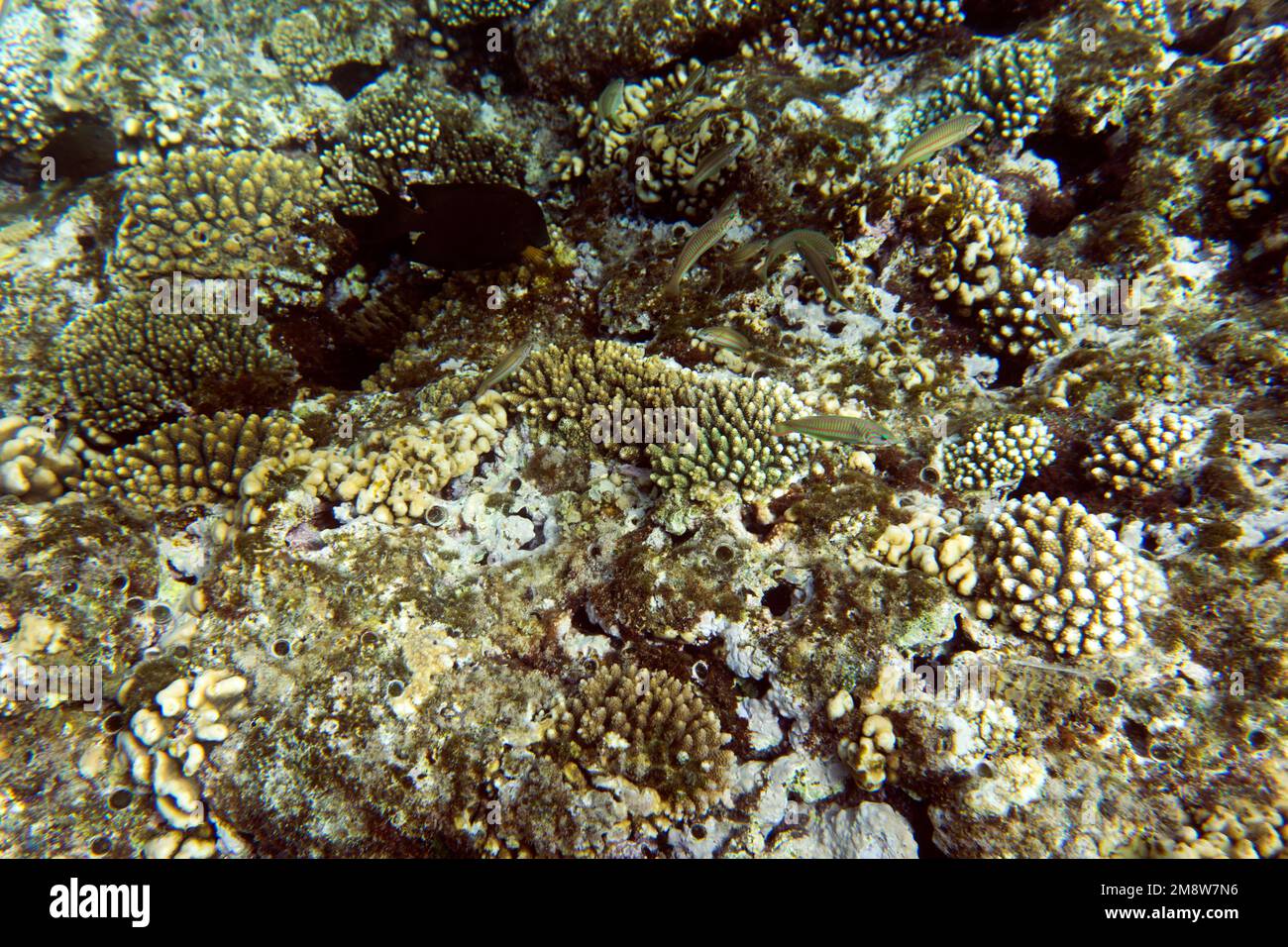 View of coral reef in Sharm El Sheik, Egypt Stock Photo - Alamy