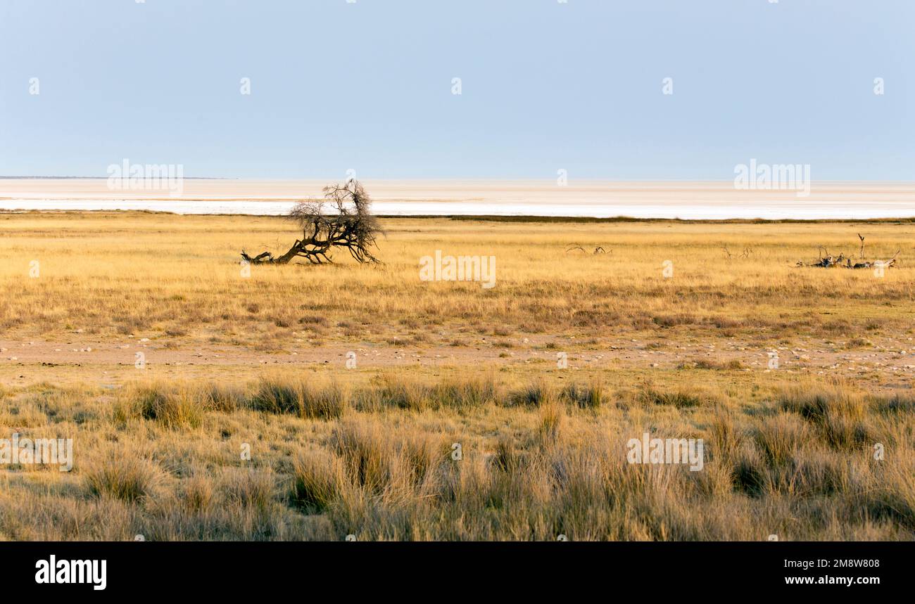 Winter landscape of Etosha pan in Namibia Stock Photo - Alamy