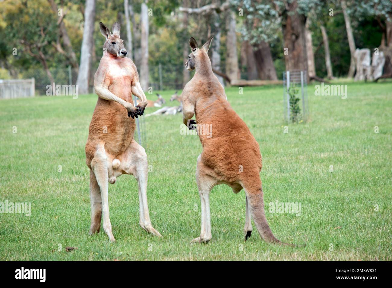 Red Kangaroo Fighting