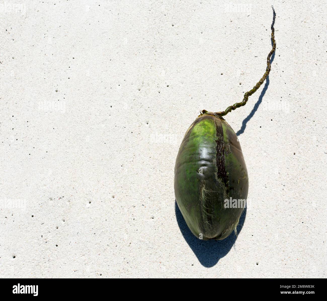 View of a fresh coconut seed in the sand, Seychelles Stock Photo - Alamy