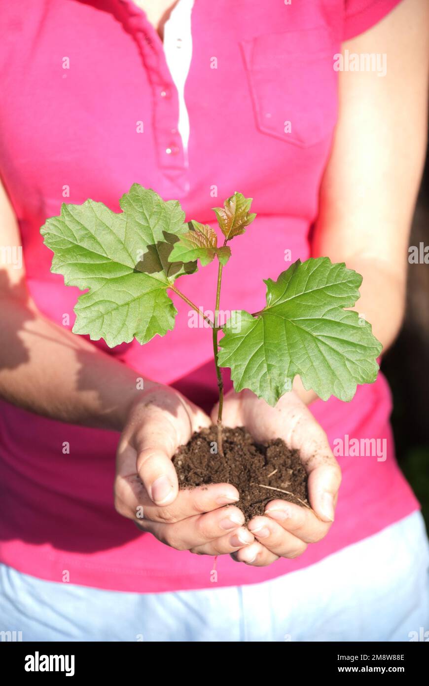 A new green tree life in hands Stock Photo - Alamy