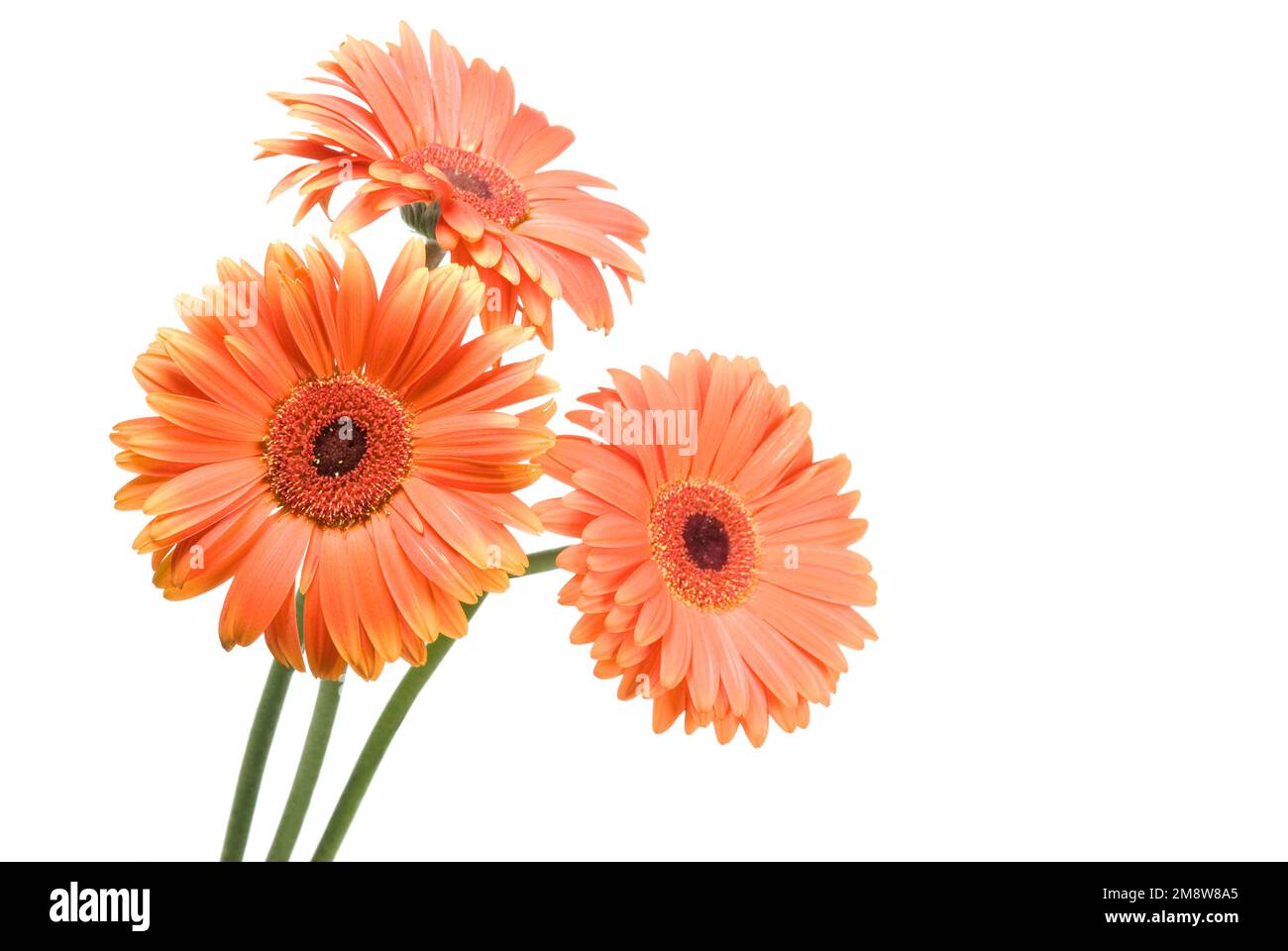 Three gerbera flowers isolated on white Stock Photo - Alamy