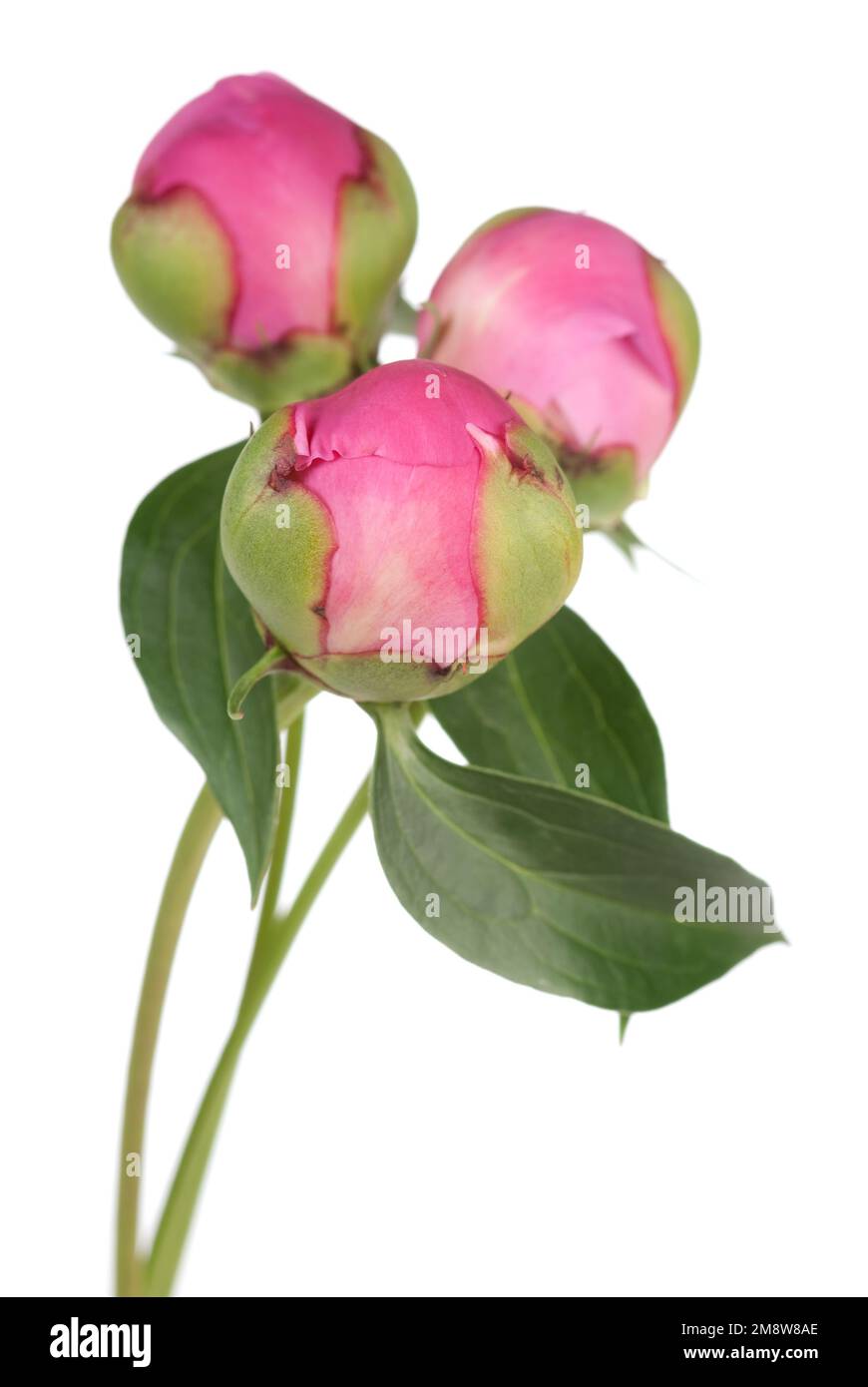 Flower buds close up Cut Out Stock Images & Pictures - Alamy