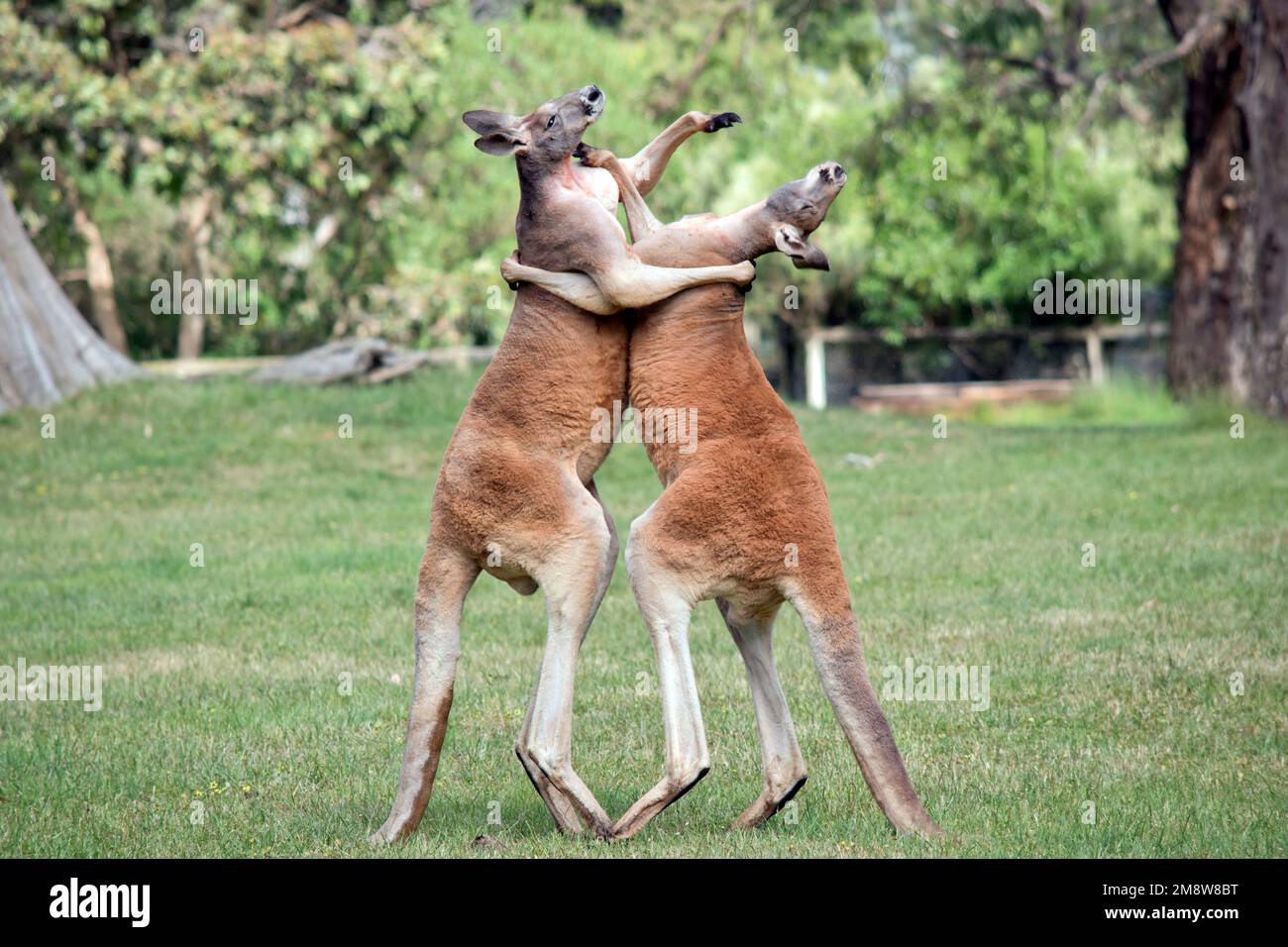 Mob of red kangaroos hi-res stock photography and images - Alamy