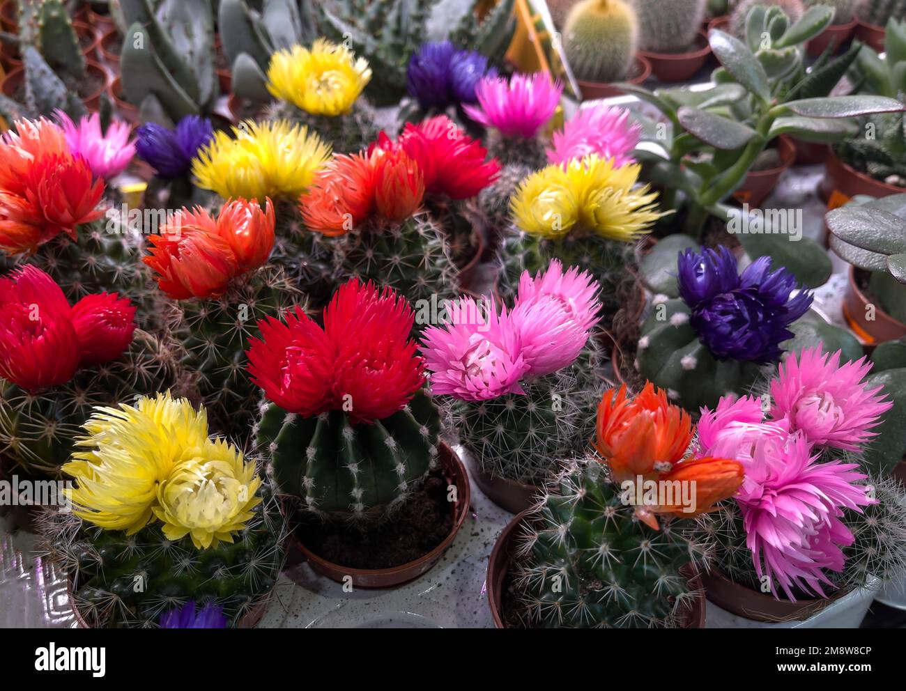 Flowering of small cacti in different colors Stock Photo - Alamy