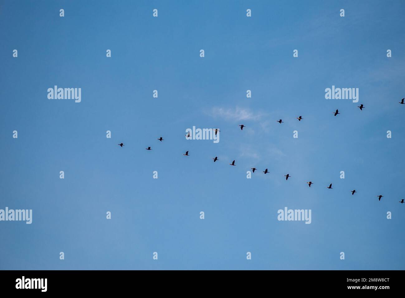 The cormorants fly away on the blue sky background Stock Photo - Alamy