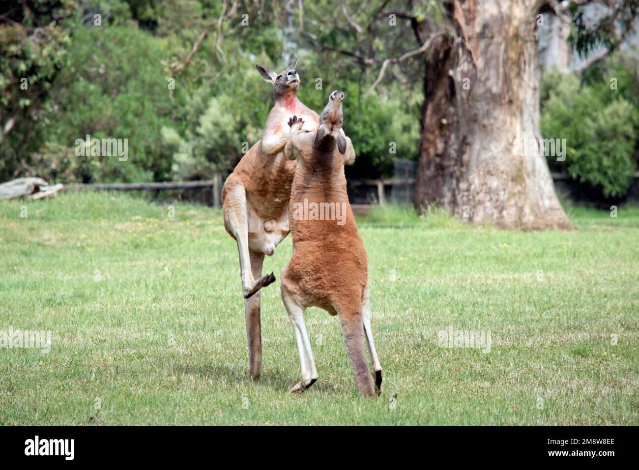 the two male red kangaroos are fighting for the dominant position in ...