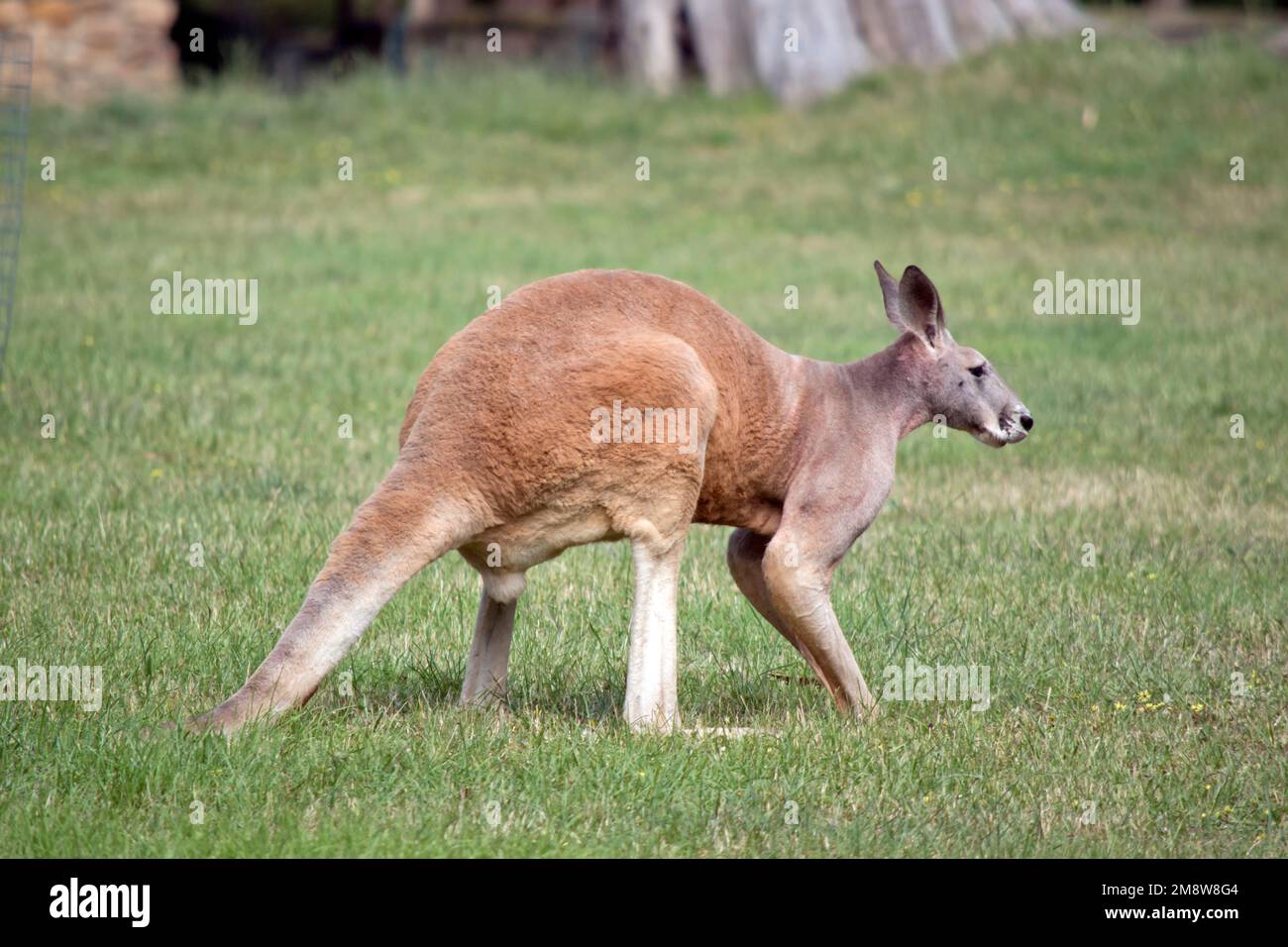 the male red kangaroo is the largest kangaroo.The red kangaroo has a ...