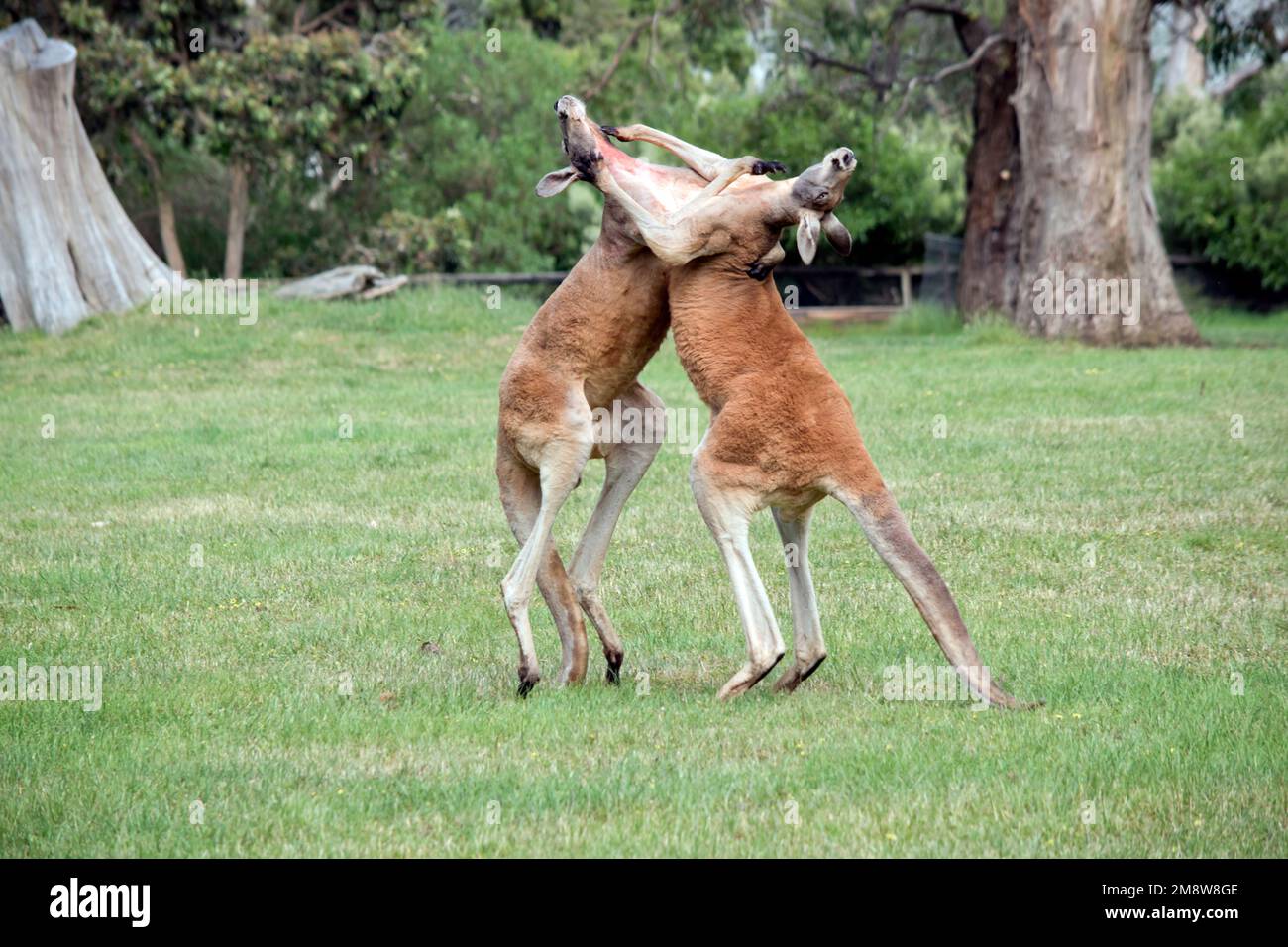 the two male red kangaroos are fighting for the dominant position in ...