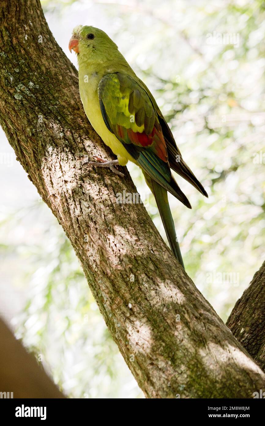 the female regent parrot is light green with an orange beak and dark ...
