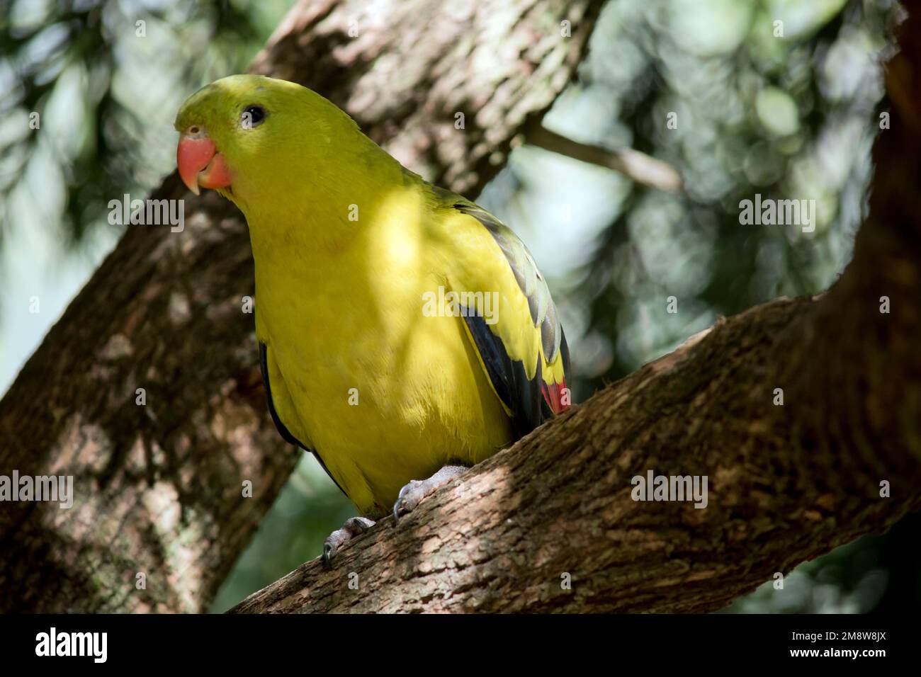 the male regent parrot is light yellow with an orange beak Stock Photo ...