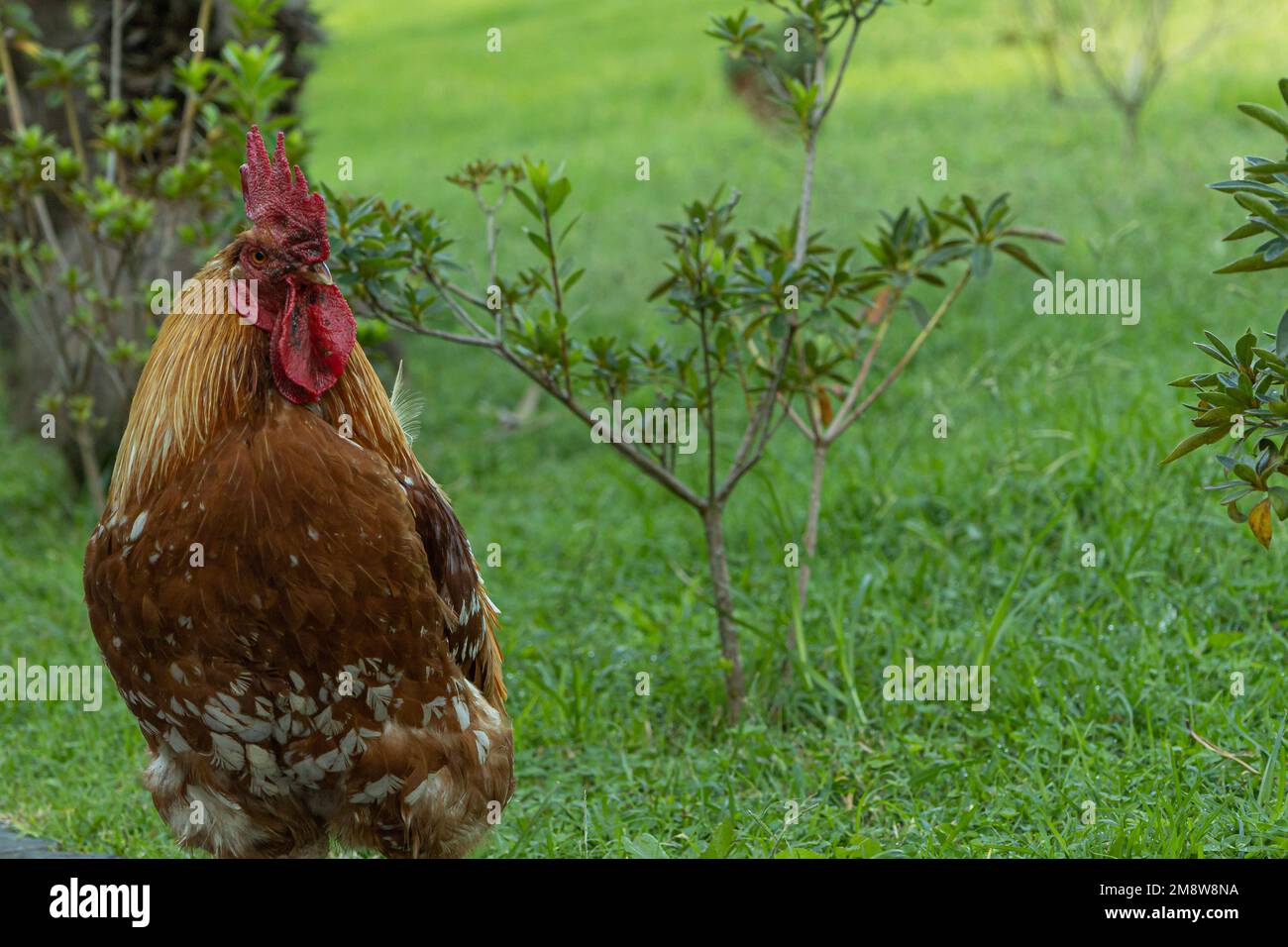 Portrait of a beautiful Rooster Stock Photo - Alamy