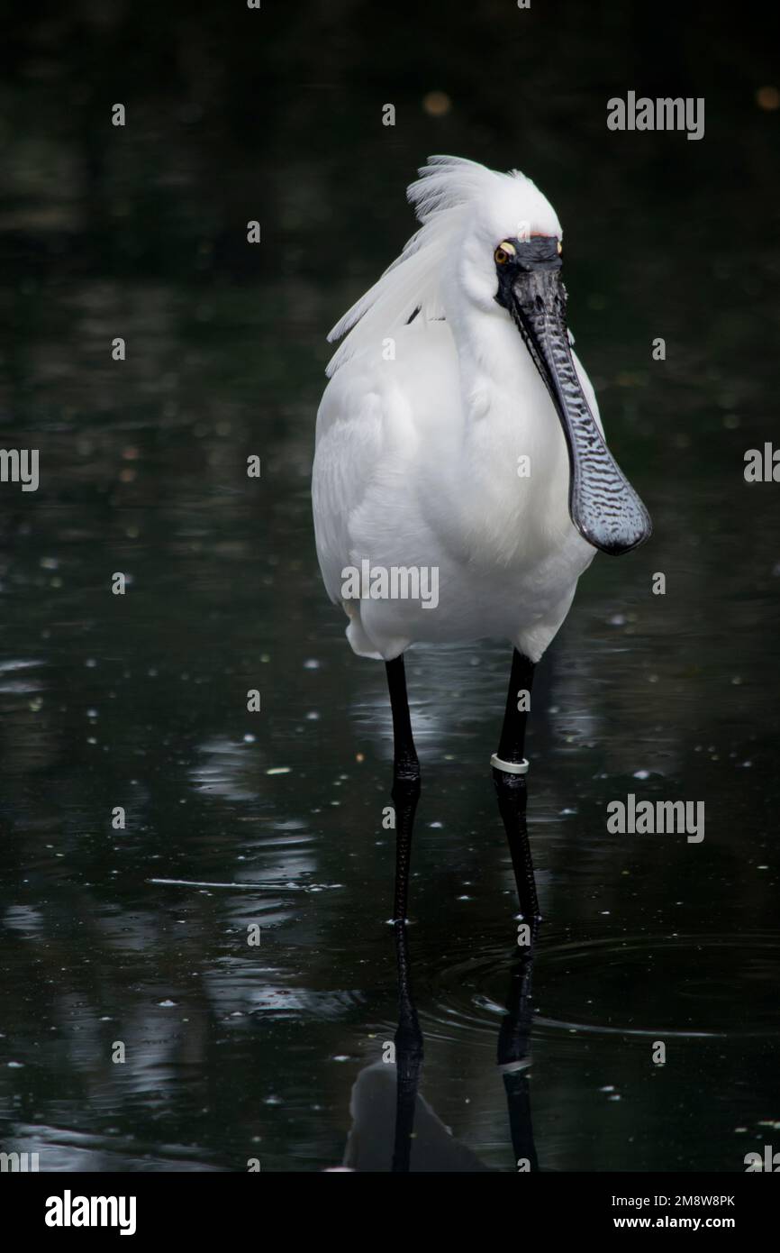 the royal spoonbill is a large white water bird with a black bill that ...