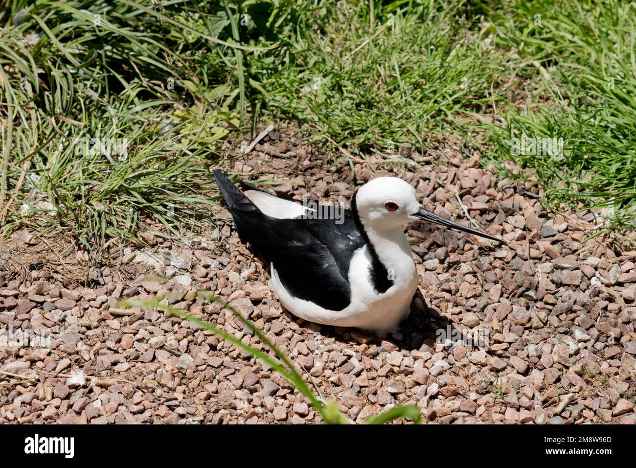 the black winged stilt has a white head and chest with black wings and ...
