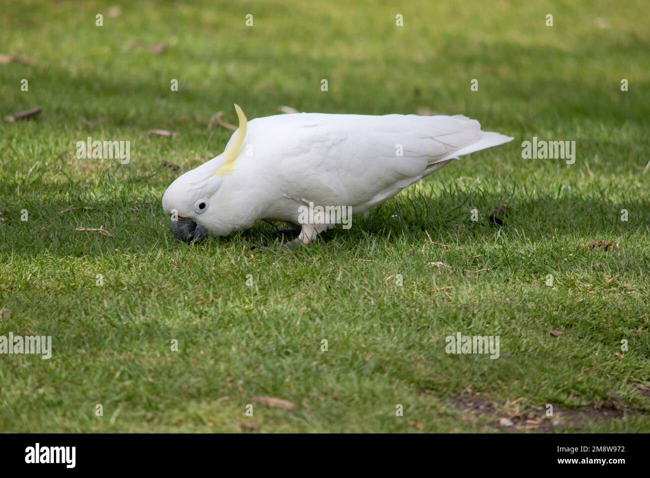 this is a side view of a sulphur crested cockatoo are eating food in ...