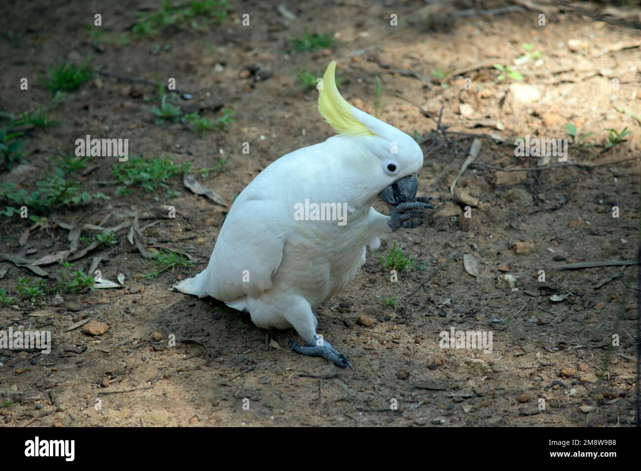 the sulphur crested cocakotoo is all white with a yellow crest and a ...