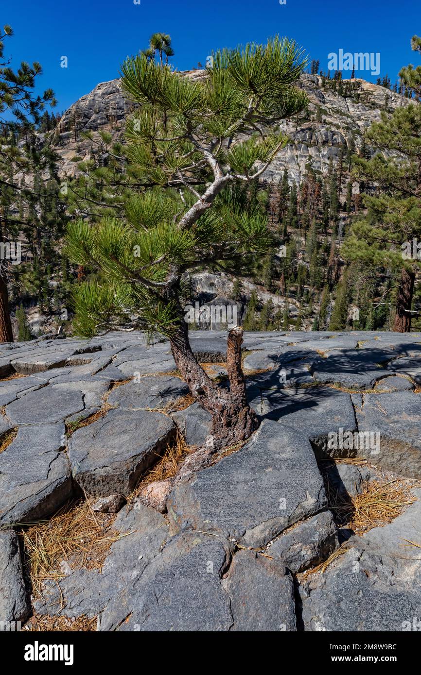 Basaltic columns created by cooling lava in Devils Postpile National ...