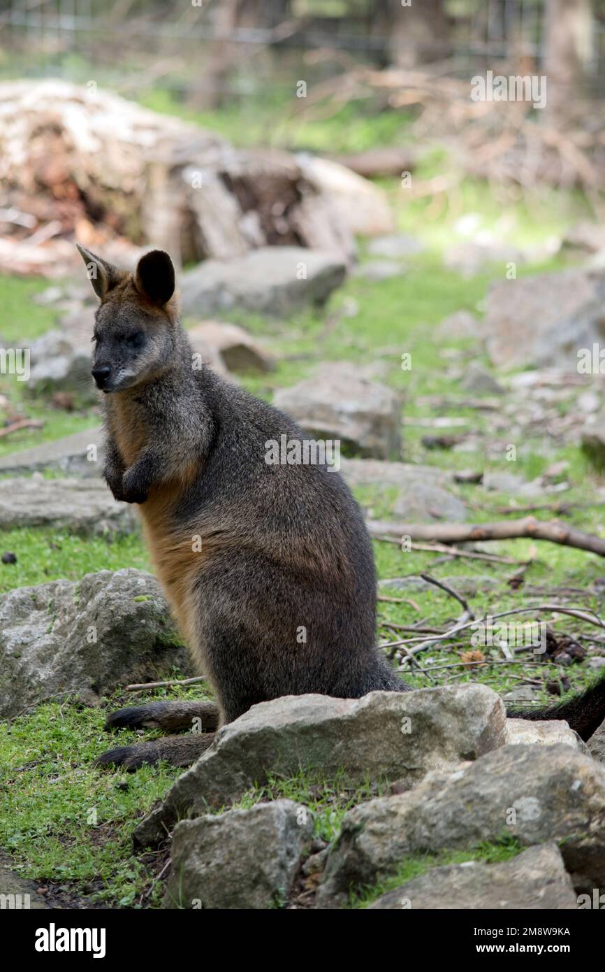 the swamp wallaby is standing on its hind legs Stock Photo - Alamy