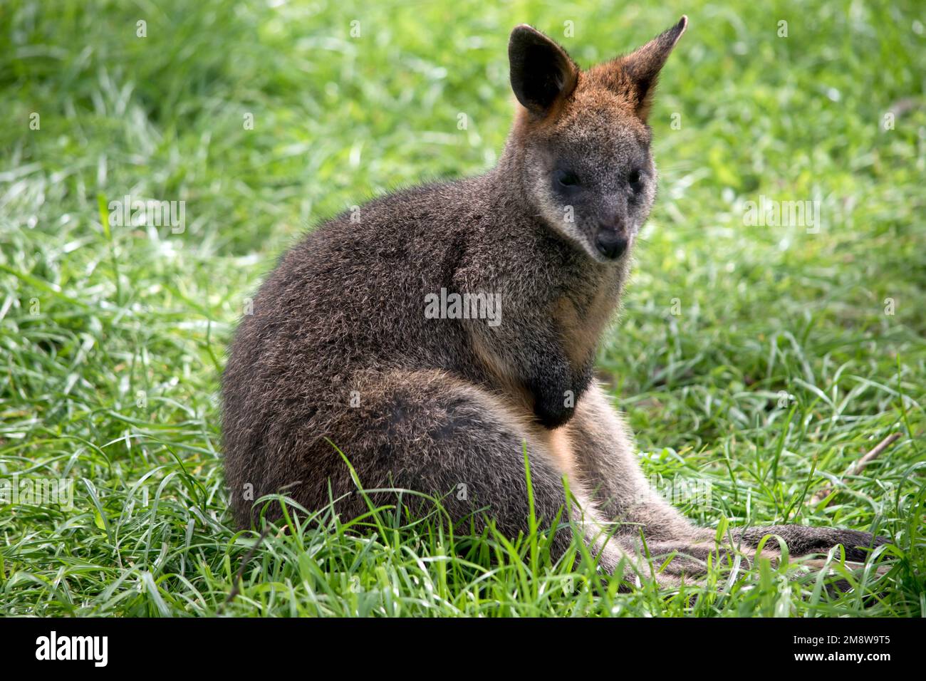 Swamp wallaby joey hi-res stock photography and images - Alamy