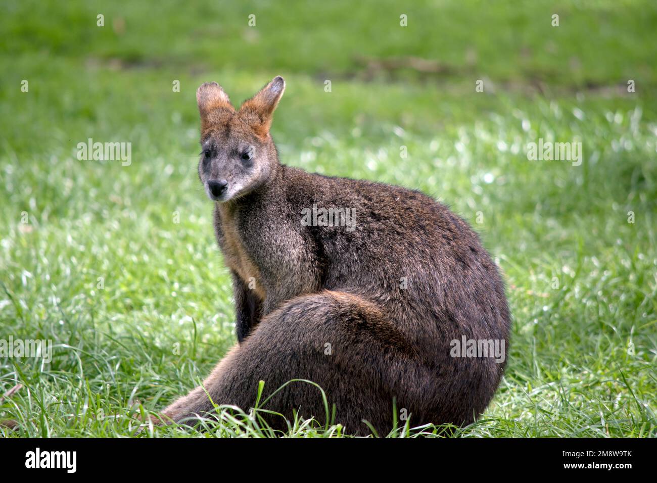 the swamp wallaby is mainly grey with a tan chest Stock Photo - Alamy