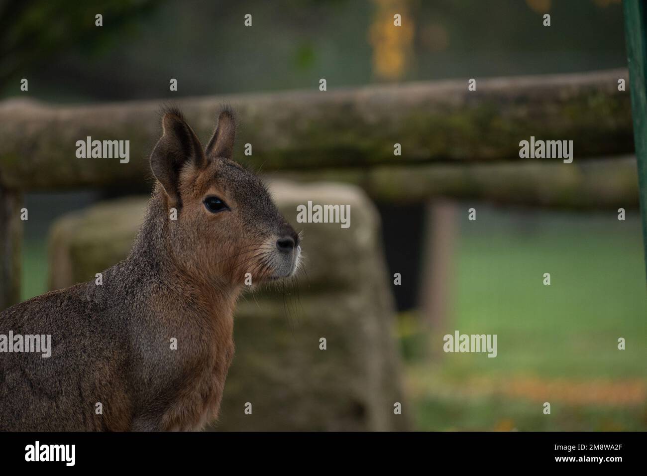 Patagonian mara habitat hi-res stock photography and images - Alamy