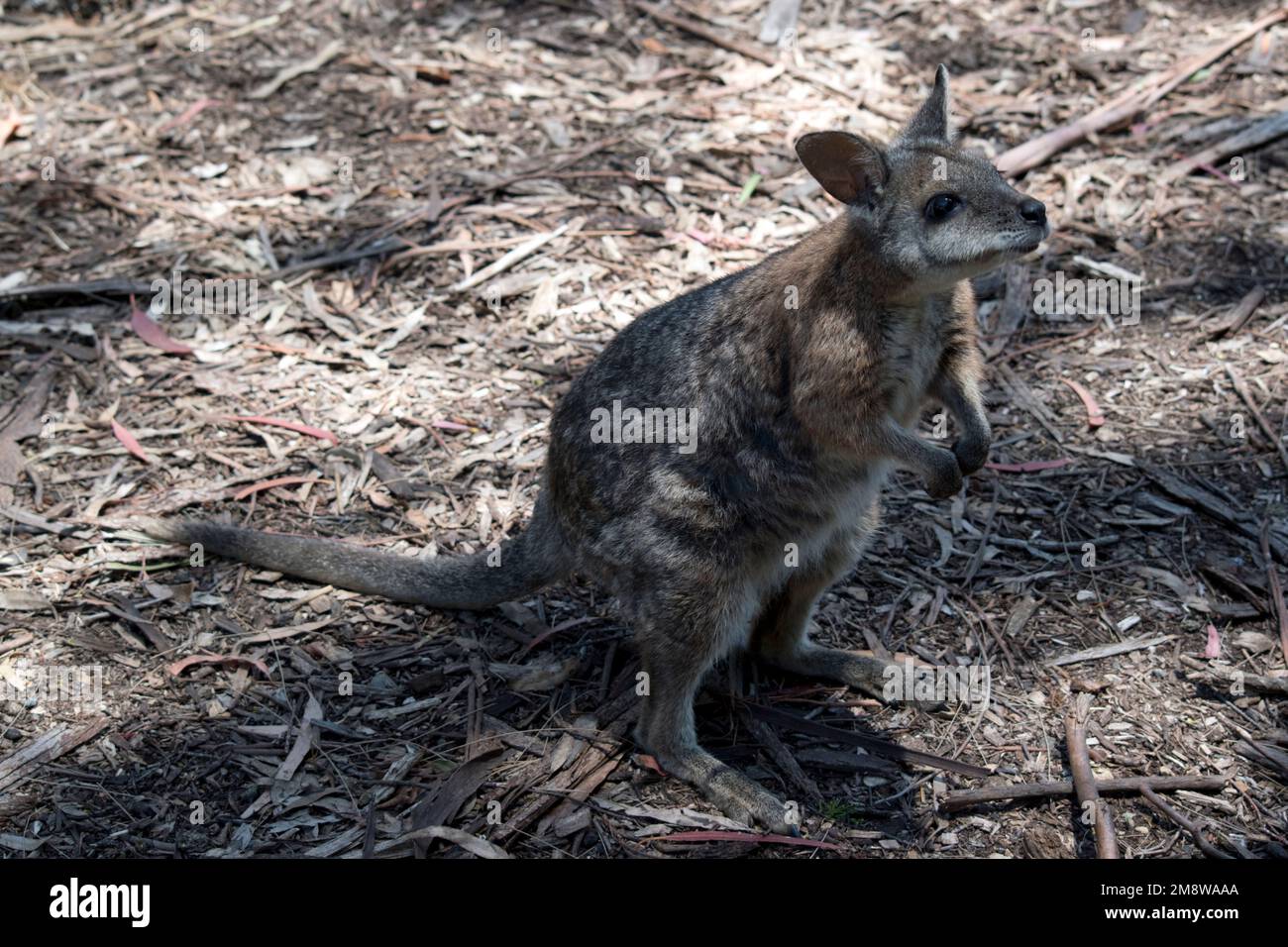 the tammar wallaby is a small grey wallaby with tan shoulders and a ...