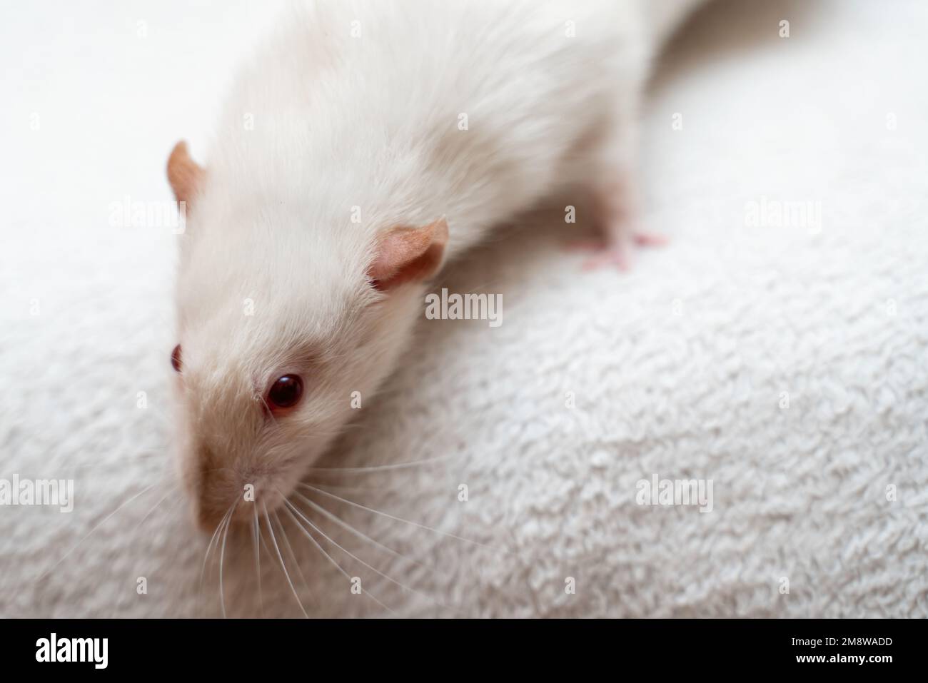 White lab rat with red eyes, isolated on a white background Stock Photo ...