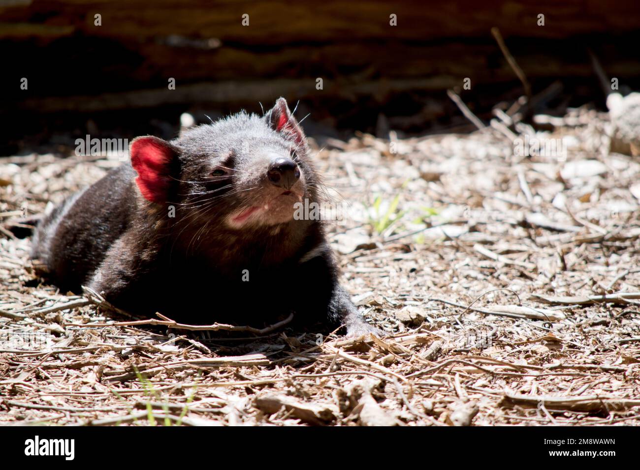 the tasmanian devil is a black marsupial Stock Photo - Alamy